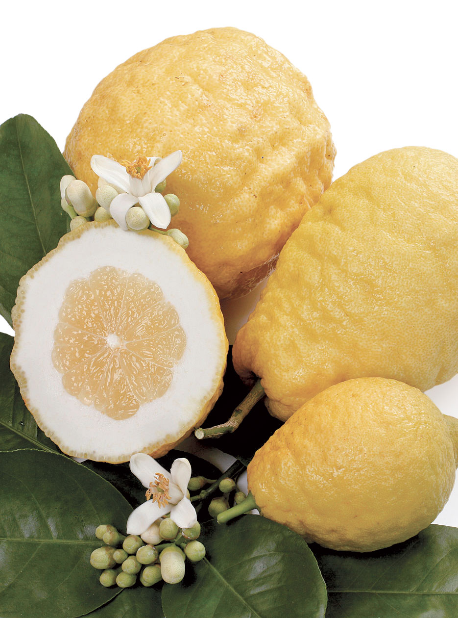 Lemons interdonato Messina IGP Archivi - La Costiera Limoni